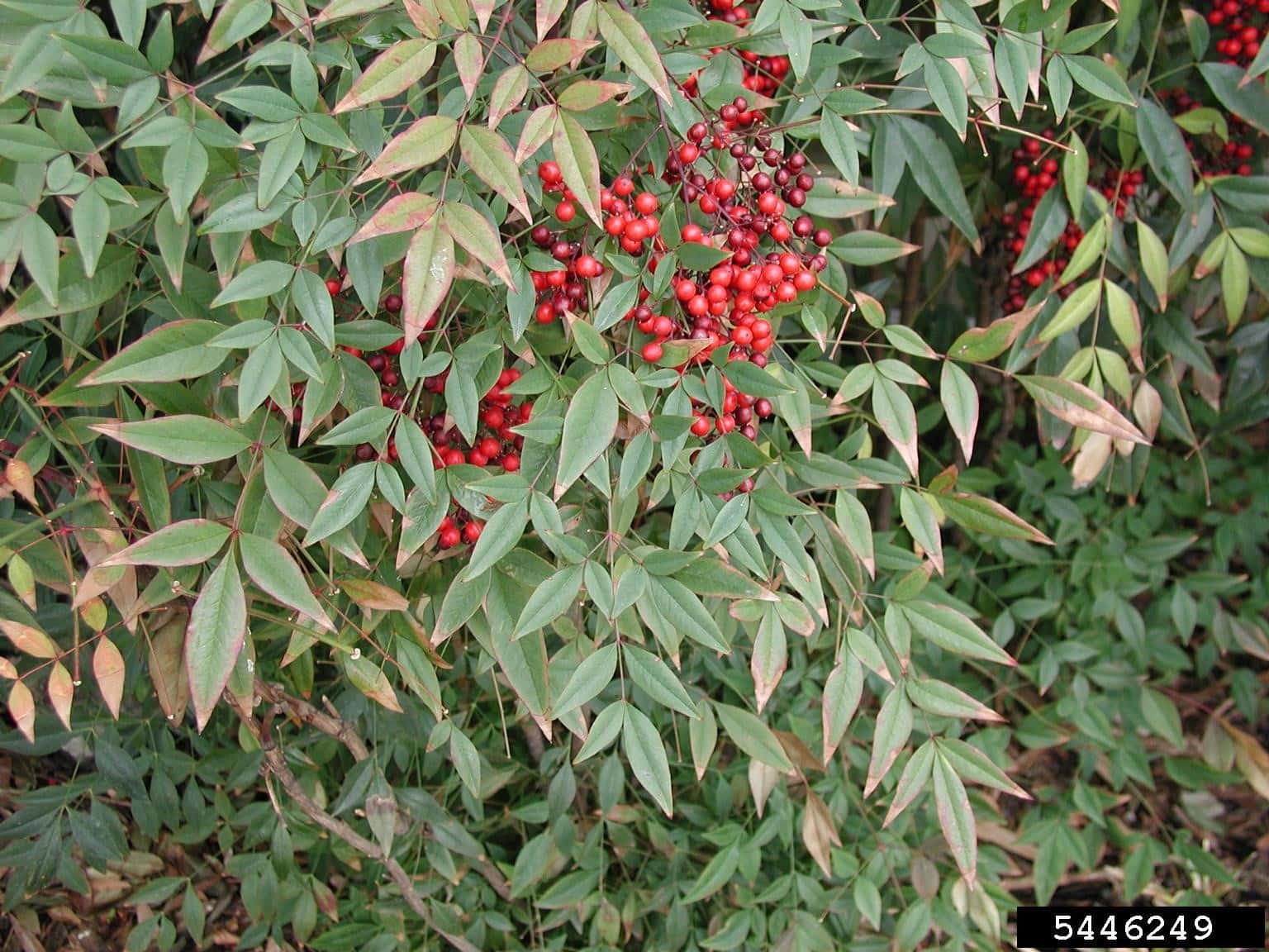 Maryland Invasive Species Council