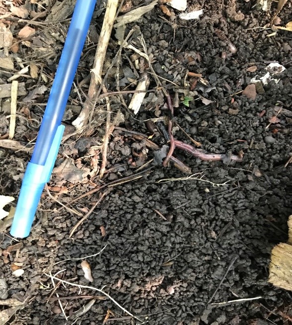 The visible invisible: impacts of invasive jumping worms - Maryland ...