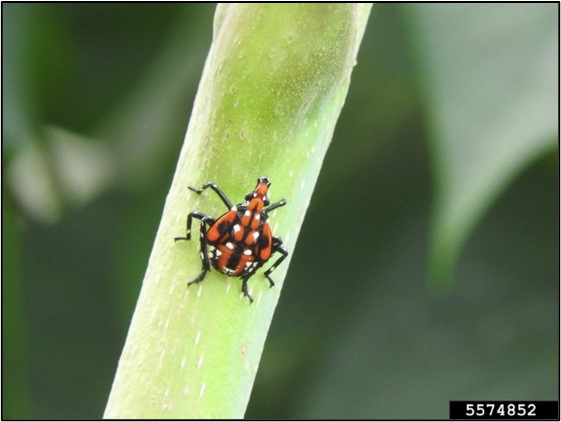 We are legion, we are lanternfly - Maryland Invasive Species Council